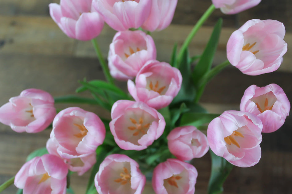 Blushing – Flower Power Miami